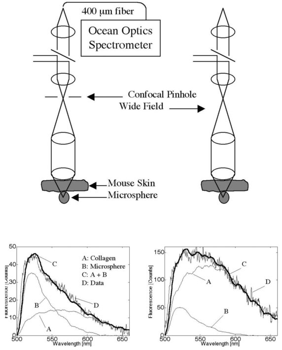Confocal fluorescence spectroscopy of subcutaneous cartilage expressing ...